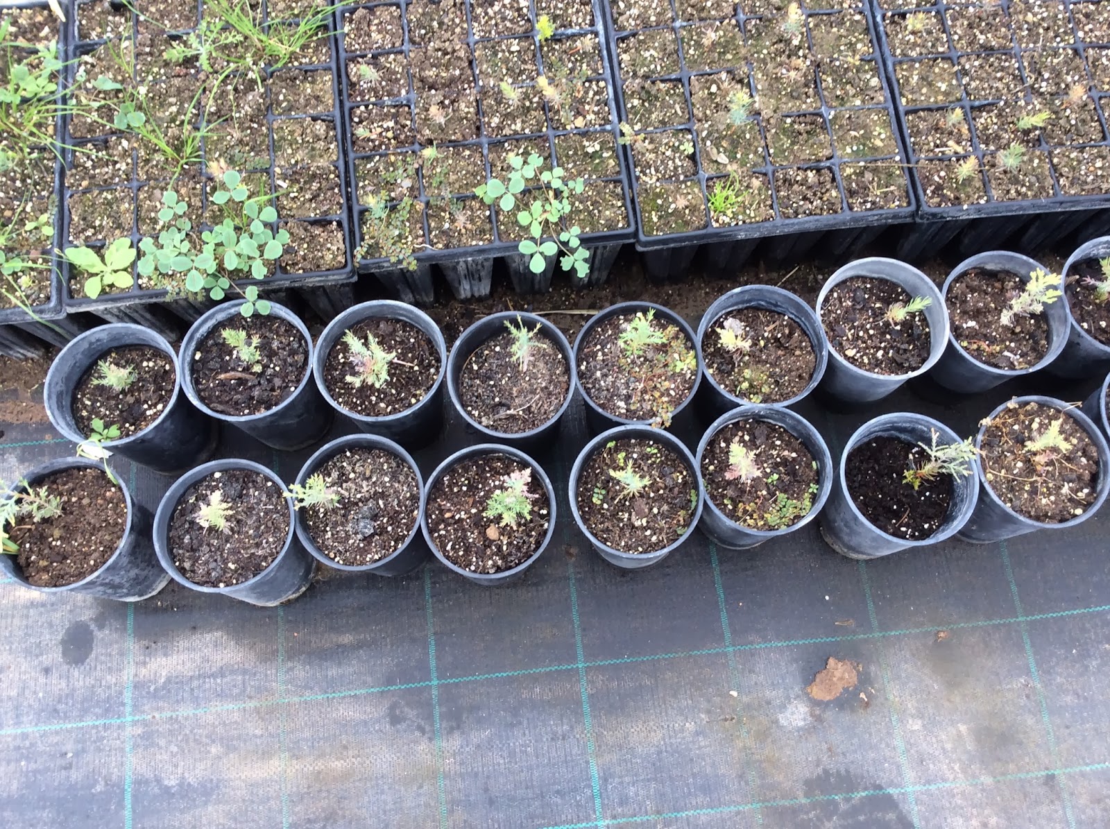 ECOESCUELA HUERTA SALAMA: PLANTACIÓN DE ARAAR EN EL JARDIN DEL CENTRO